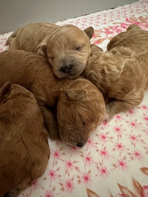 Srednja pudla apricot