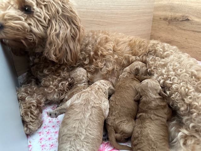 Srednja pudla apricot