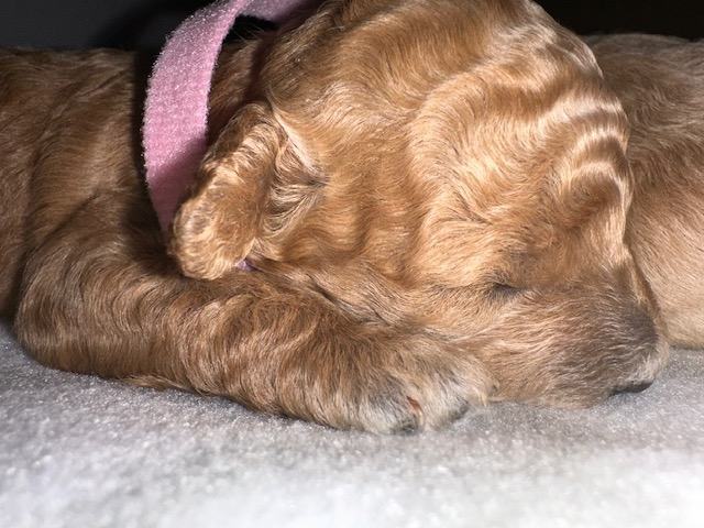 Srednja pudla apricot