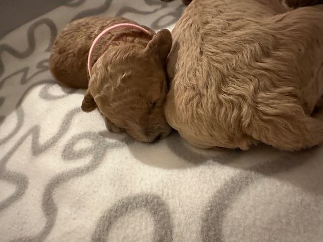 Srednja pudla apricot