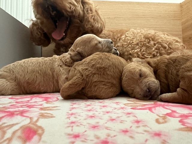 Srednja pudla apricot