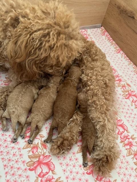 Srednja pudla apricot