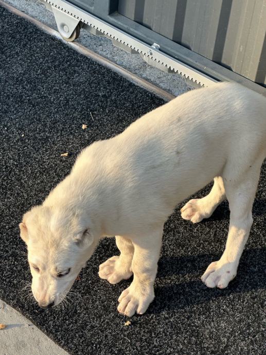 Srednje Azijski Ovčar