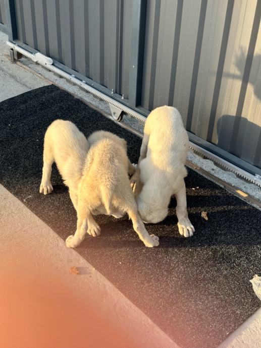 Srednje Azijski Ovčar