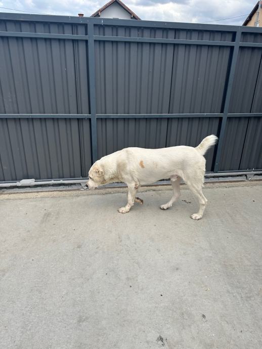 Srednje Azijski Ovčar