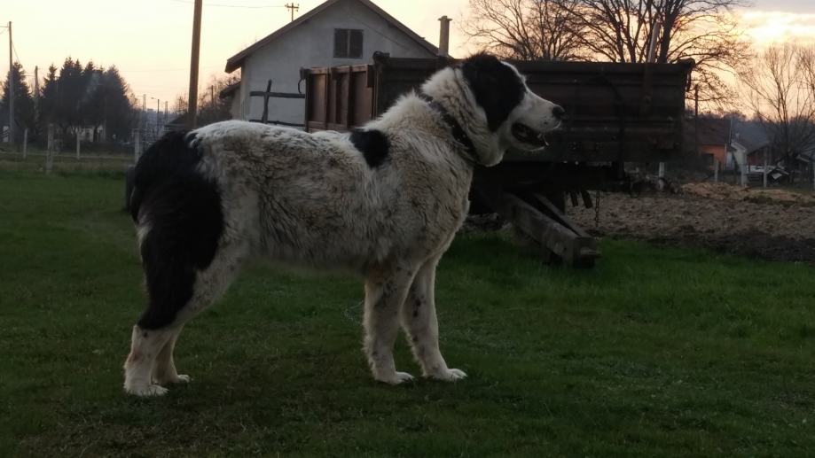 SREDNJEAZIJSKI OVCAR AZIJAT VRHUNSKO ZENSKO STENE