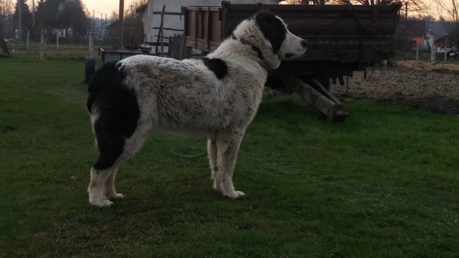 SREDNJEAZIJSKI OVCAR AZIJAT VRHUNSKO ZENSKO STENE