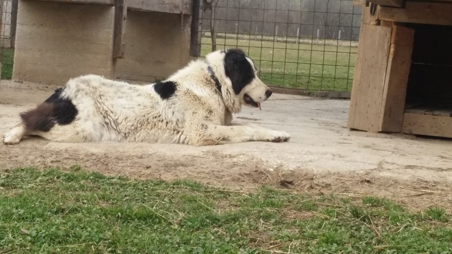 SREDNJEAZIJSKI OVCAR AZIJAT VRHUNSKO ZENSKO STENE