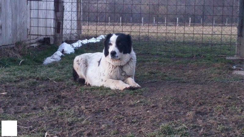 SREDNJEAZIJSKI OVCAR AZIJAT VRHUNSKO ZENSKO STENE