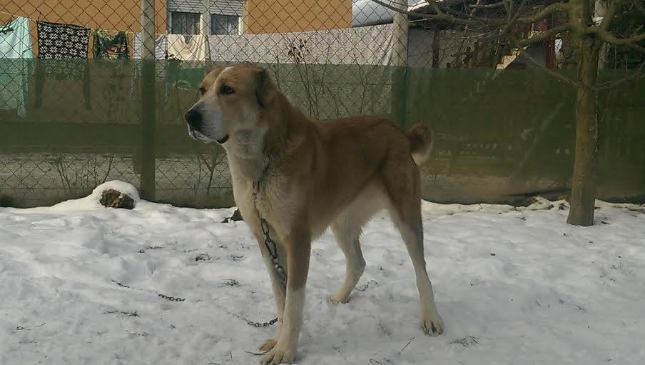 SREDNJEAZIJSKI OVCAR AZIJAT OGROMNA ZENKA