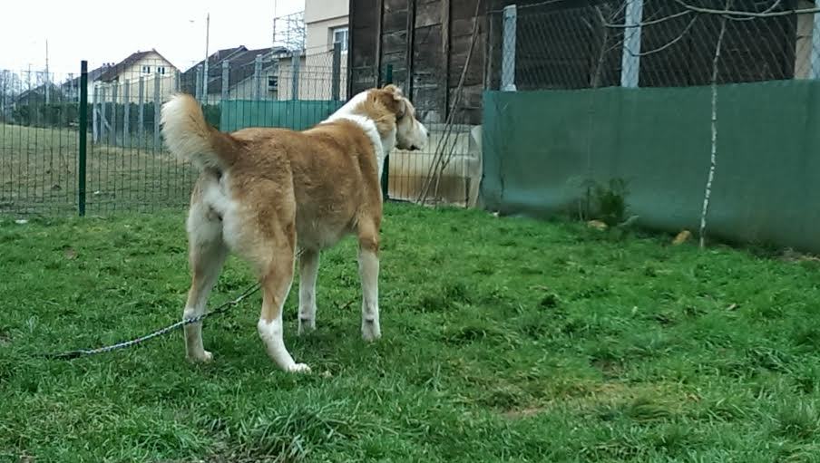 SREDNJEAZIJSKI OVCAR AZIJAT OGROMNA ZENKA