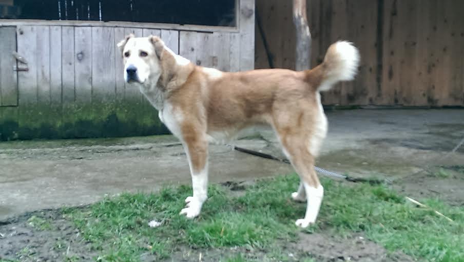 SREDNJEAZIJSKI OVCAR AZIJAT OGROMNA ZENKA