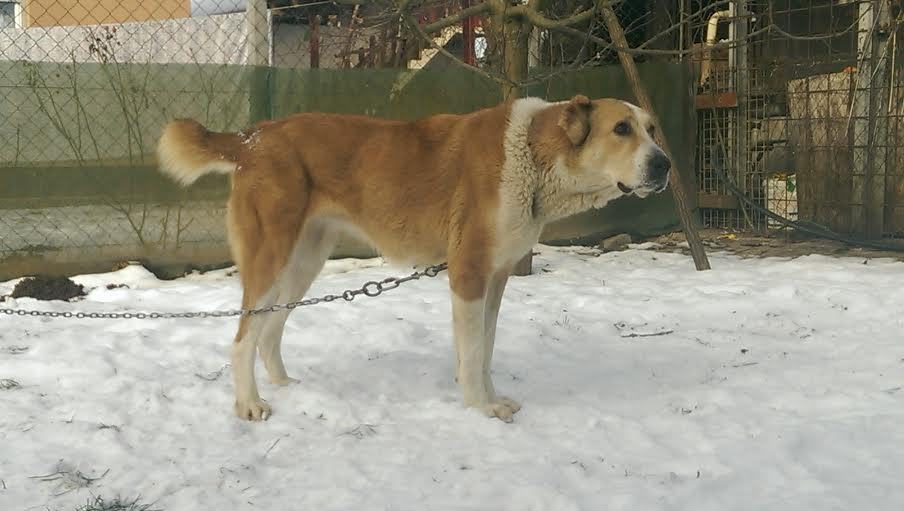 SREDNJEAZIJSKI OVCAR AZIJAT OGROMNA ZENKA