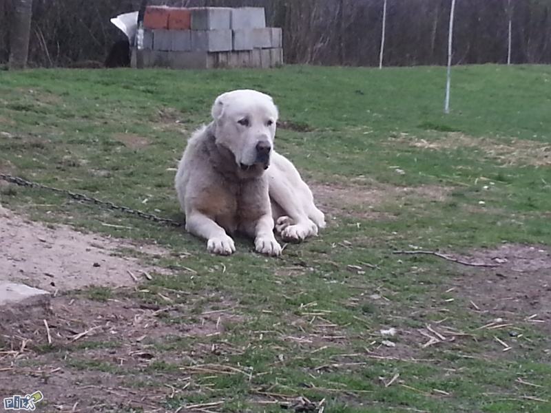 SREDNJEAZIJSKI OVCAR AZIJAT...SAVRSEN PAS ZA DOMACINA