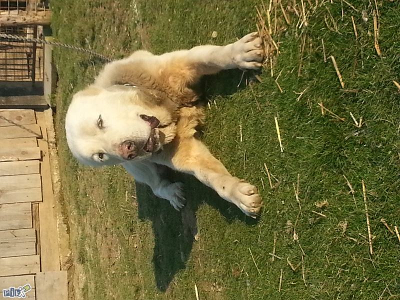 SREDNJEAZIJSKI OVCAR AZIJAT...SAVRSEN PAS ZA DOMACINA