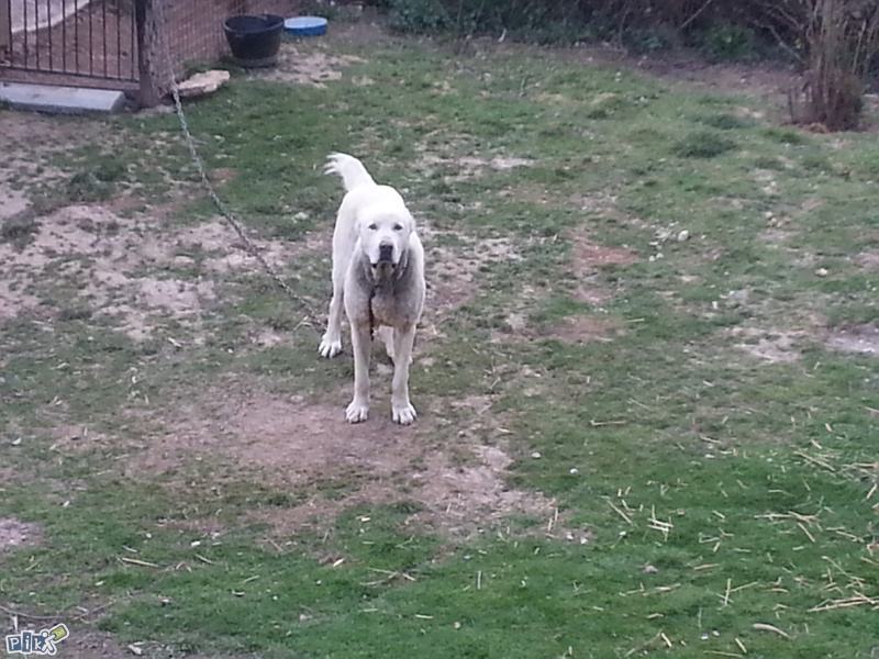 SREDNJEAZIJSKI OVCAR AZIJAT...SAVRSEN PAS ZA DOMACINA