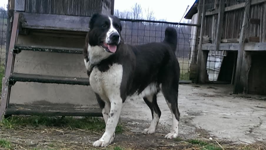 SREDNJEAZIJSKI OVCAR AZIJAT VRHUNSKA ZENKA UPARENA