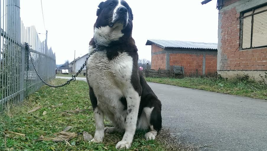 SREDNJEAZIJSKI OVCAR AZIJAT VRHUNSKA ZENKA UPARENA