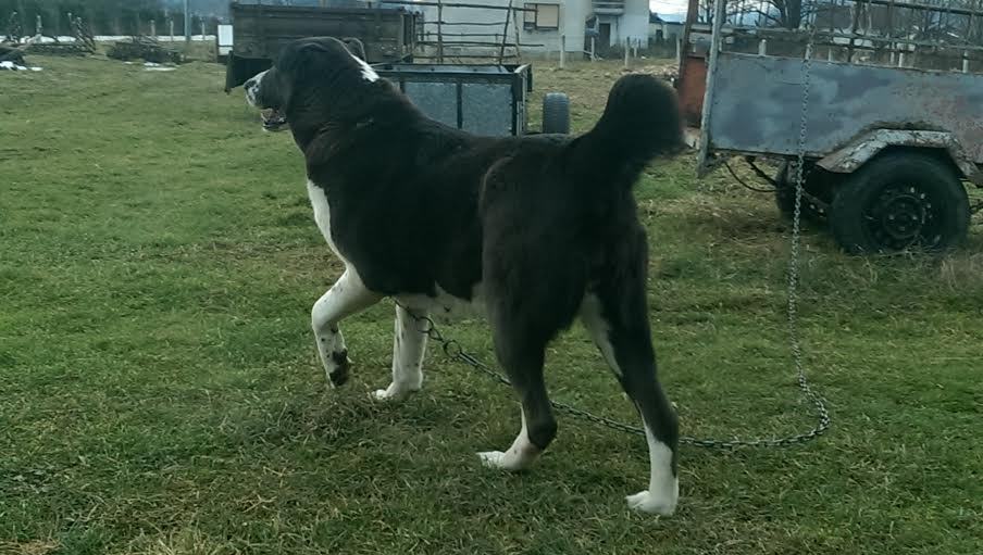 SREDNJEAZIJSKI OVCAR AZIJAT VRHUNSKA ZENKA UPARENA
