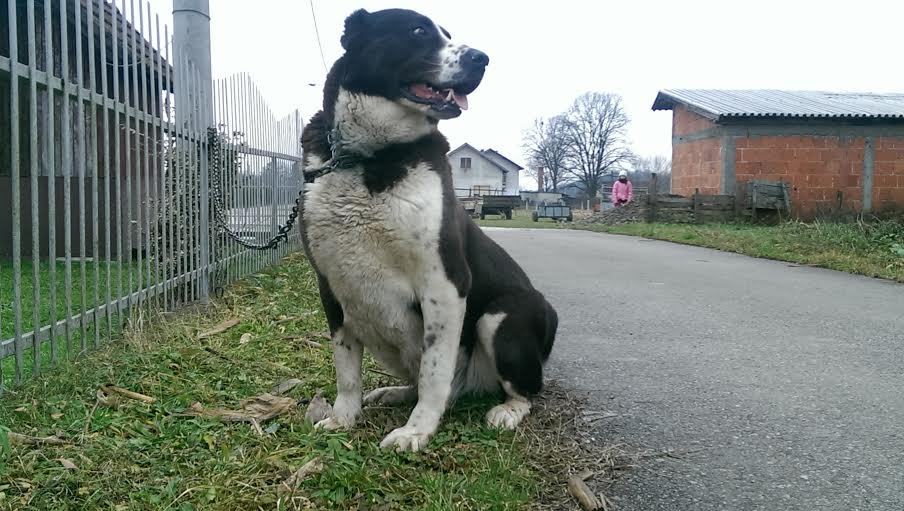 SREDNJEAZIJSKI OVCAR AZIJAT VRHUNSKA ZENKA UPARENA