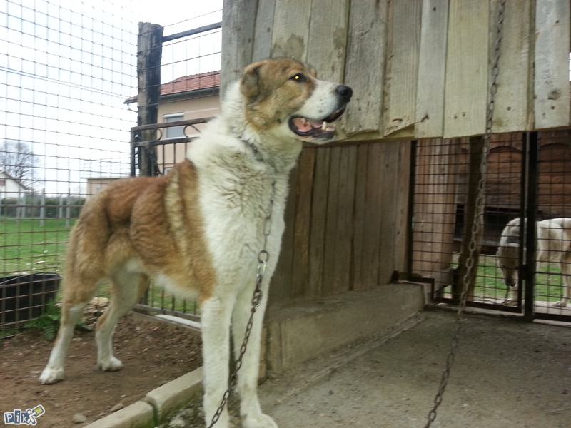 srednjeazijski ovcar -azijat-vrhunski mladi muzijak NAJJEFTINIJE