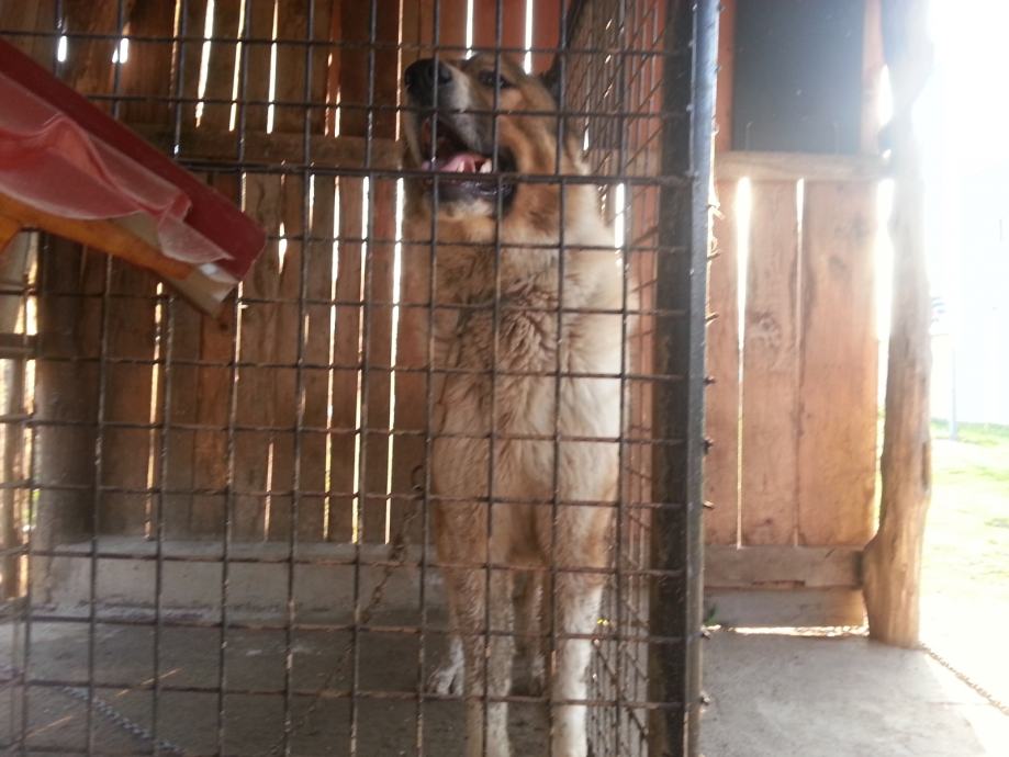 srednjeazijski ovcar -azijat-vrhunski mladi muzijak NAJJEFTINIJE