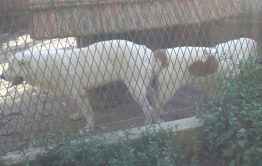 Srednjeazijski ovcar stenci