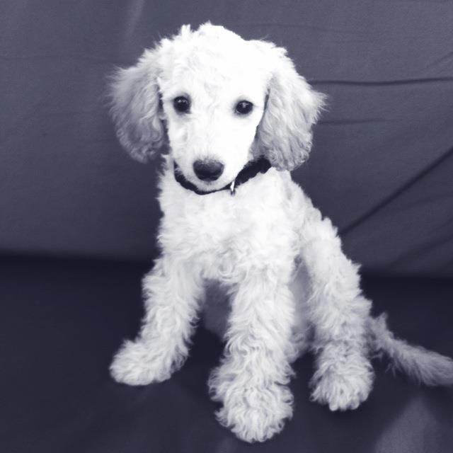 Srednji Apricot Pudl ( srednja toy pudlica )