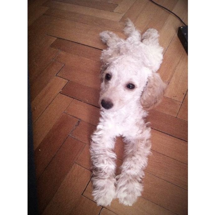 Srednji Apricot Pudl ( srednja toy pudlica )