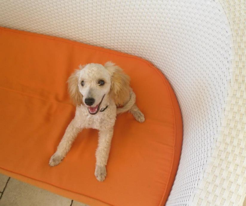 Srednji Apricot Pudl ( srednja toy pudlica )