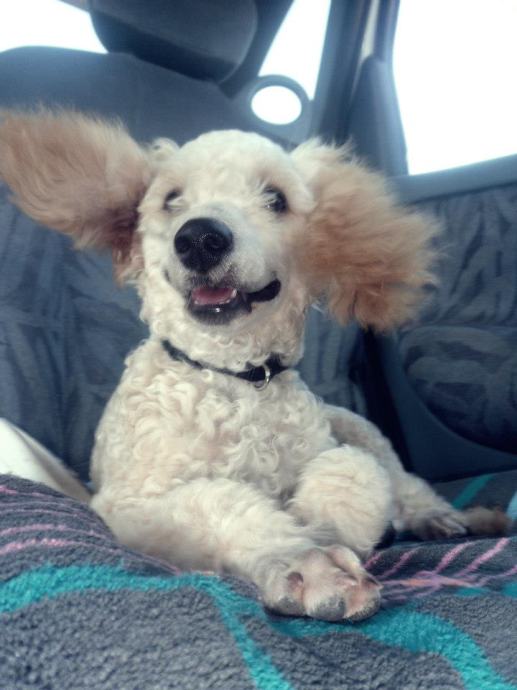 Srednji Apricot Pudl ( srednja toy pudlica )