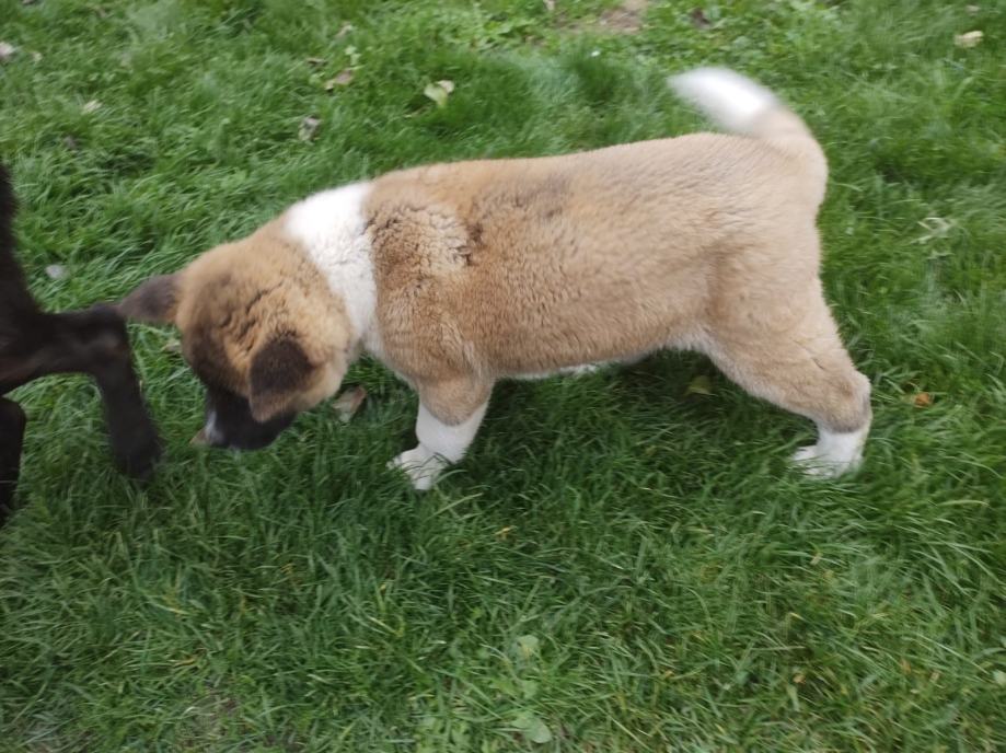 Ženka američke akite, štene