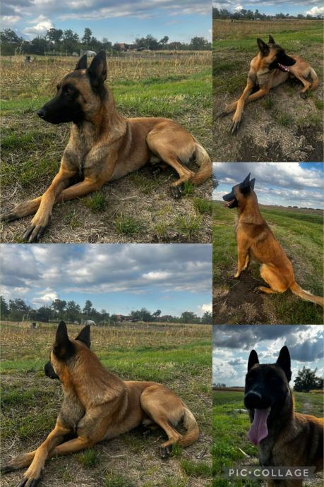 ŠTENCI BELGISKI OVČAR - MALINOA