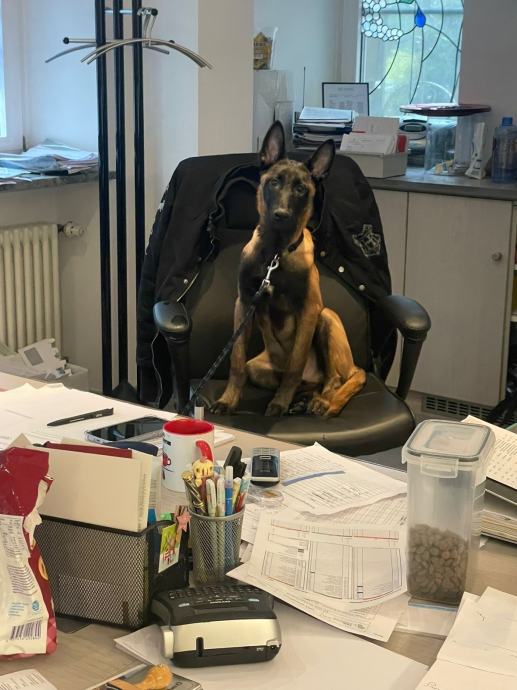 ŠTENCI BELGISKI OVČAR - MALINOA