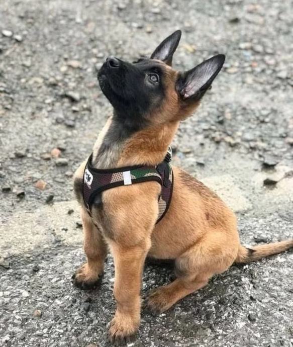 ŠTENCI BELGISKI OVČAR - MALINOA