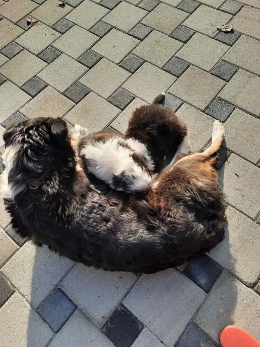 Štenci border collie blue merle