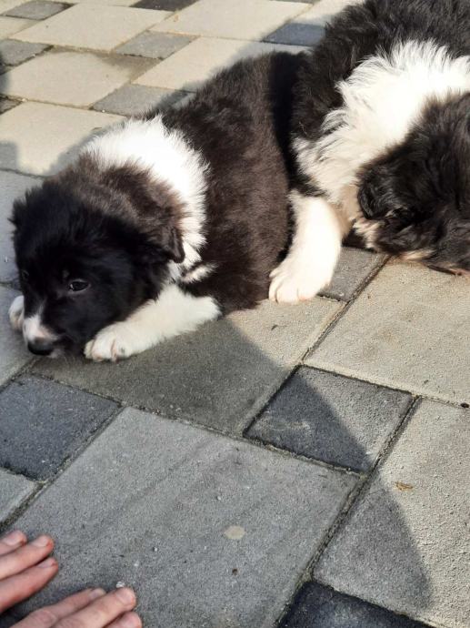 Štenci border collie blue merle