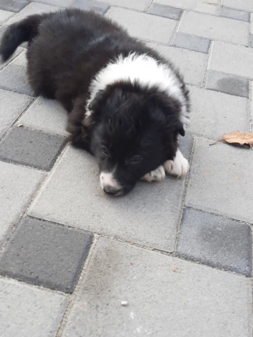 Štenci border collie blue merle