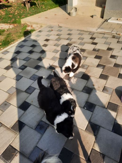 Štenci border collie blue merle