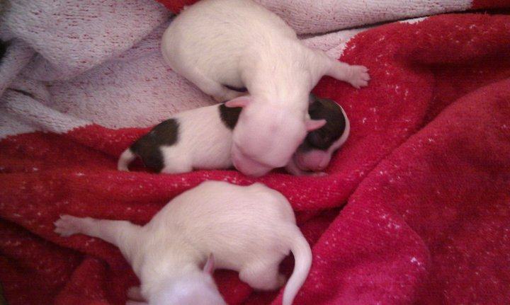 Štenci čivave i maltezera