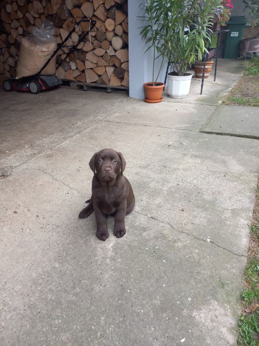 štenci čokoladni labradori
