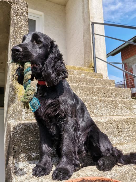 štenci engleskog koker španijela