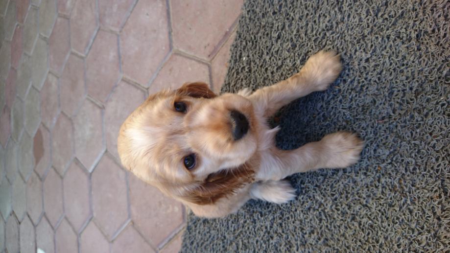 štenci engleskog koker španijela