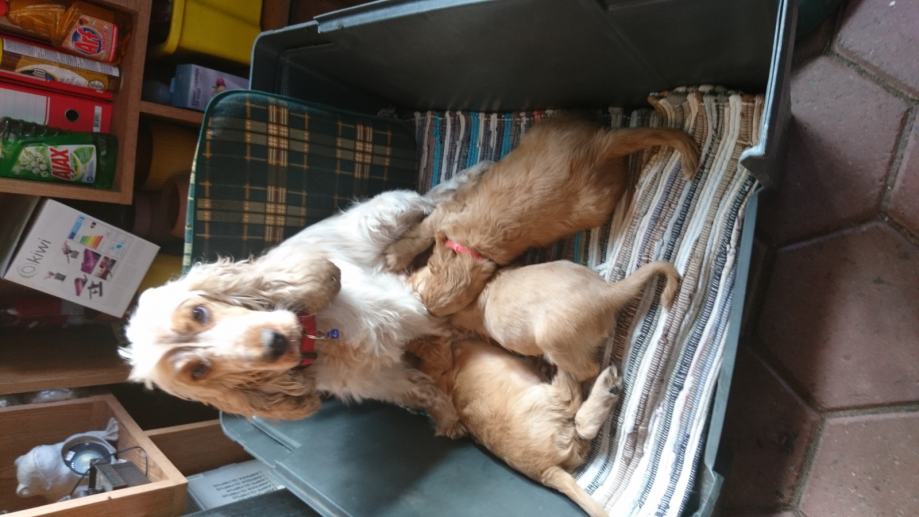 štenci engleskog koker španijela