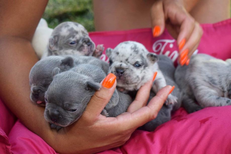 FRANCUSKI BULDOG ️PLAVI I MERLE ️Dovoz unutar i van Hr