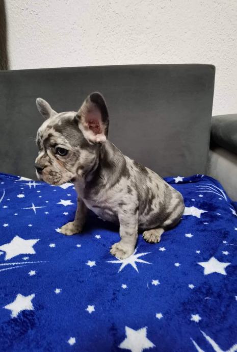 FRANCUSKI BULDOG ️PLAVI I MERLE ️Dovoz unutar i van Hr