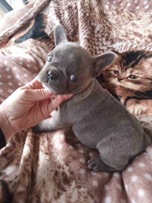 FRANCUSKI BULDOG ️PLAVI I MERLE ️Dovoz unutar i van Hr