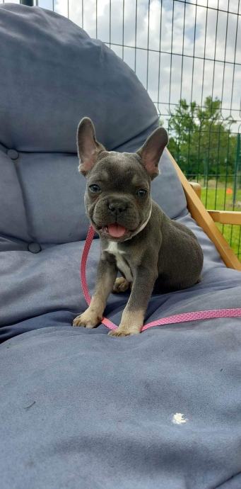 FRANCUSKI BULDOG ️PLAVI I MERLE ️Dovoz unutar i van Hr