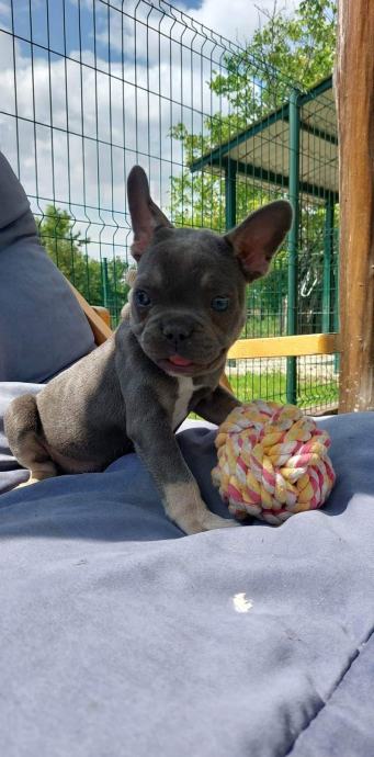 FRANCUSKI BULDOG ️PLAVI I MERLE ️Dovoz unutar i van Hr