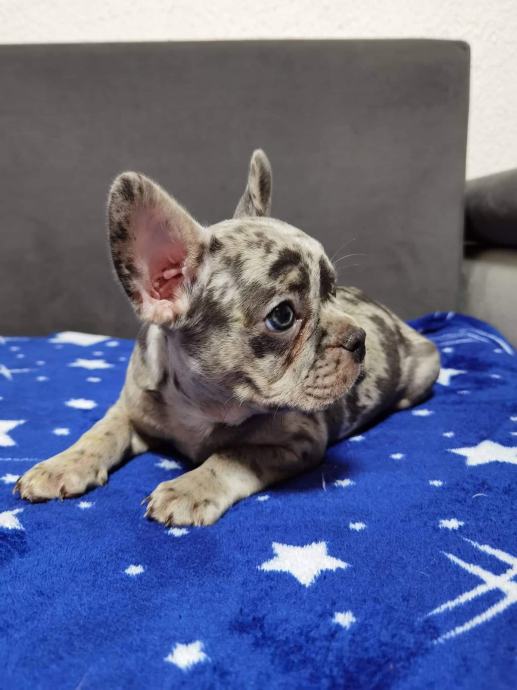 FRANCUSKI BULDOG ️PLAVI I MERLE ️Dovoz unutar i van Hr